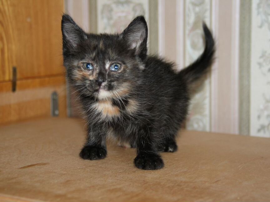 Маленький бездомный котенок