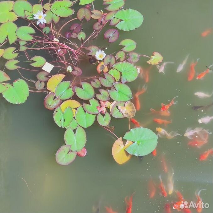 Нимфея белая для бассейна