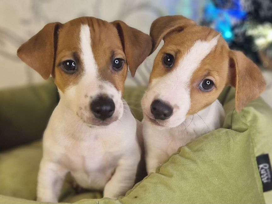 Щенки джек рассел терьера