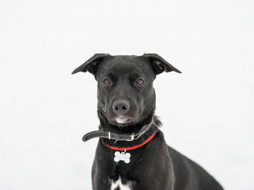 Собака в добрые руки