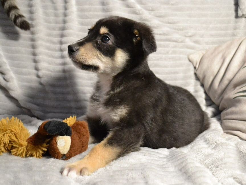 Кабачок. Щенок в добрые руки