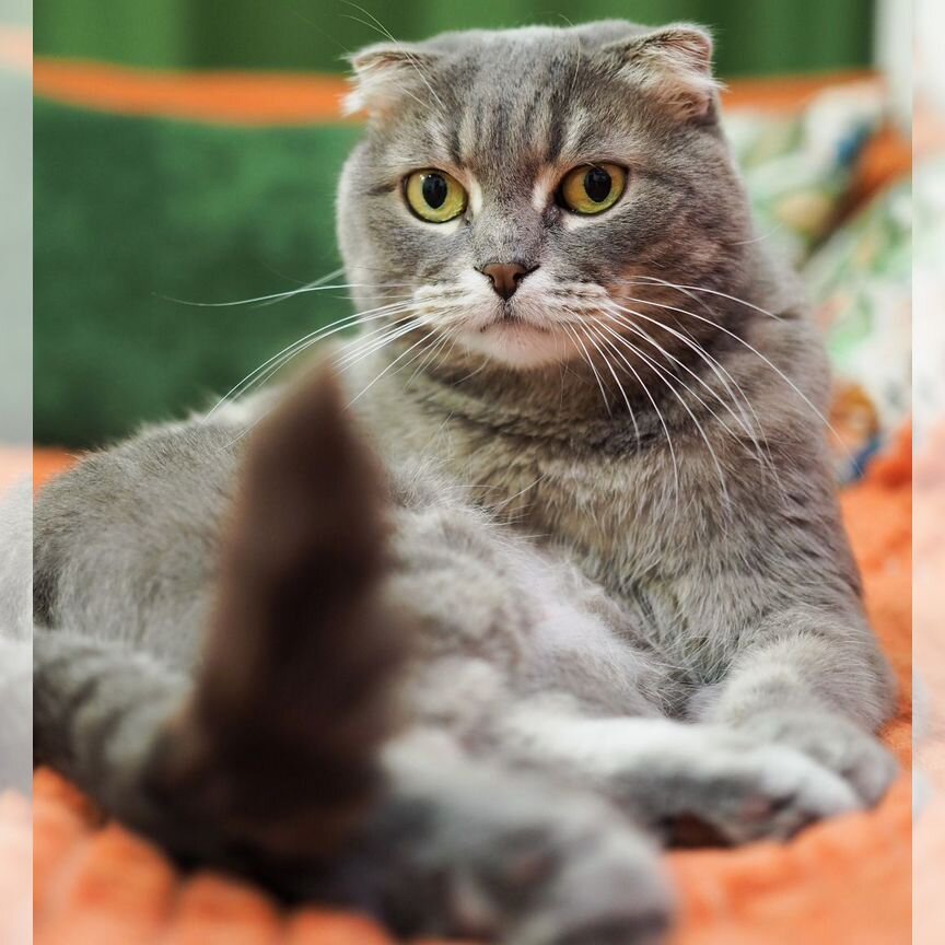 Шотландская вислоухая короткошёрстная, взрослая кошка