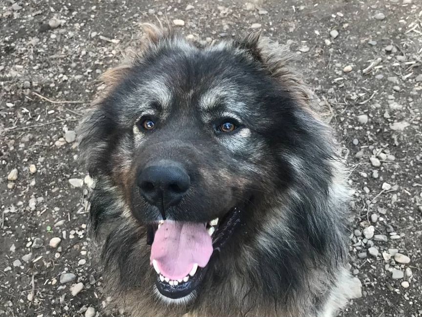 Кавказец ищет подругу