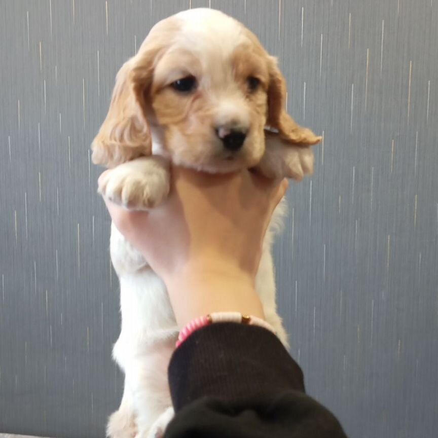 Русский охотничий спаниель, щенок