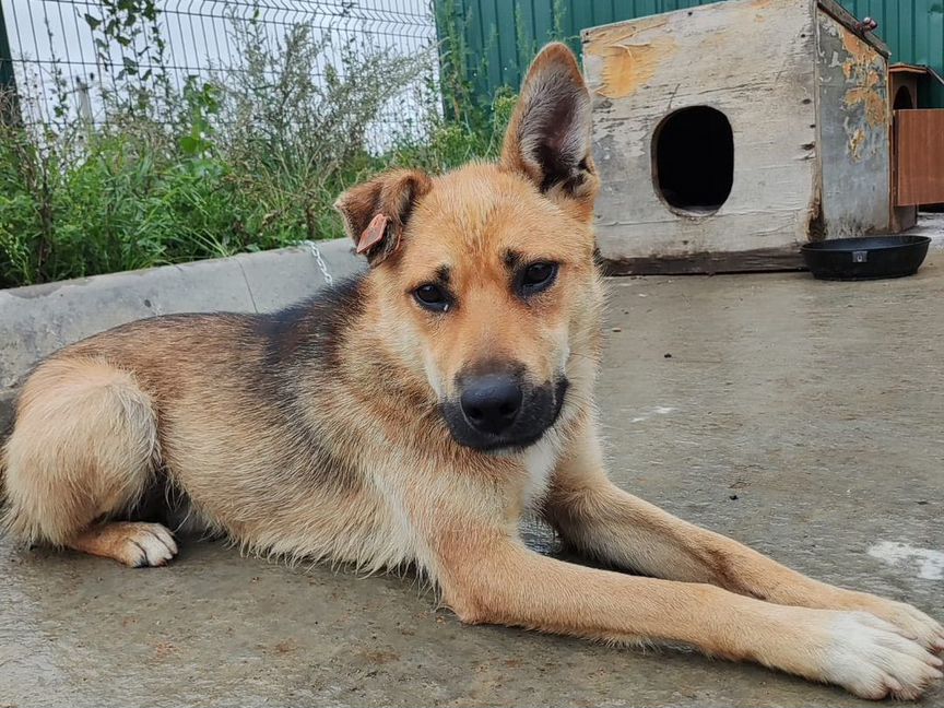 Его хотят застрелить