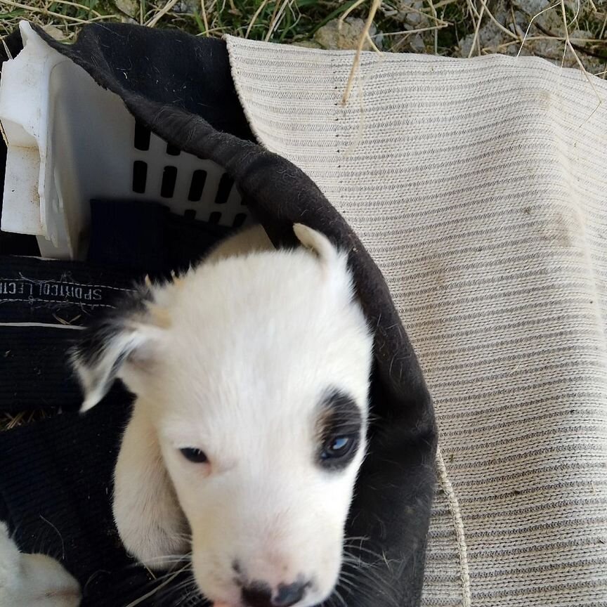 Щенки 1 мес, мальчики