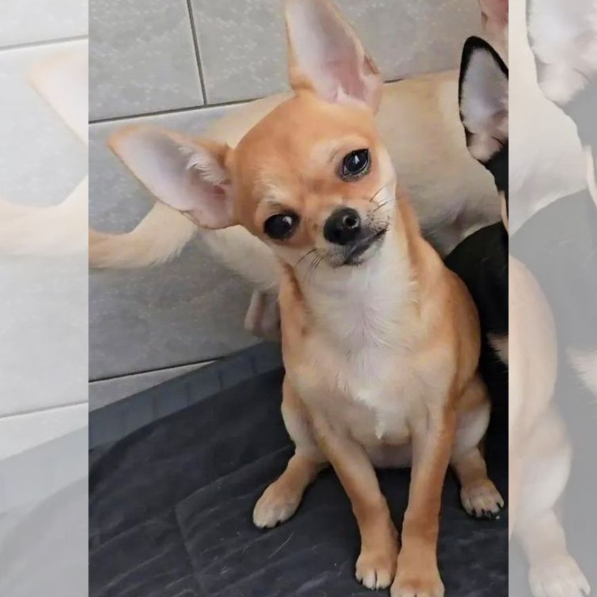 Чихуахуа, щенок