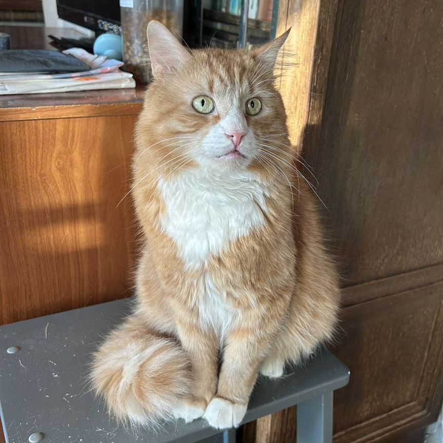 Сибирский, взрослый кот