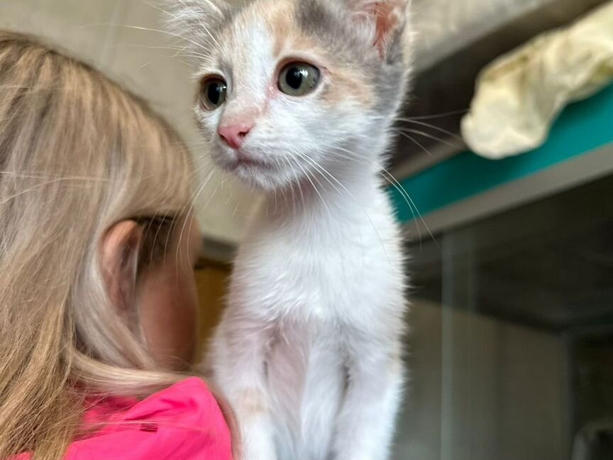 Котенку плохо в приюте