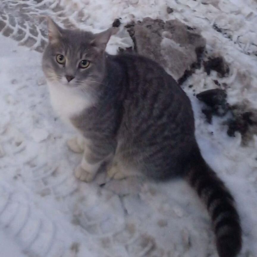 Котик молодой Пропадает на улице