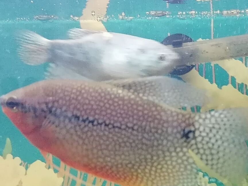 Рыба гурами