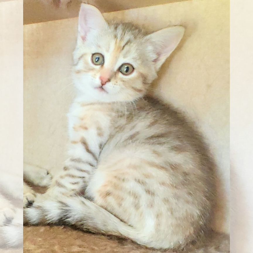 Шотландский прямоухий короткошёрстный котёнок