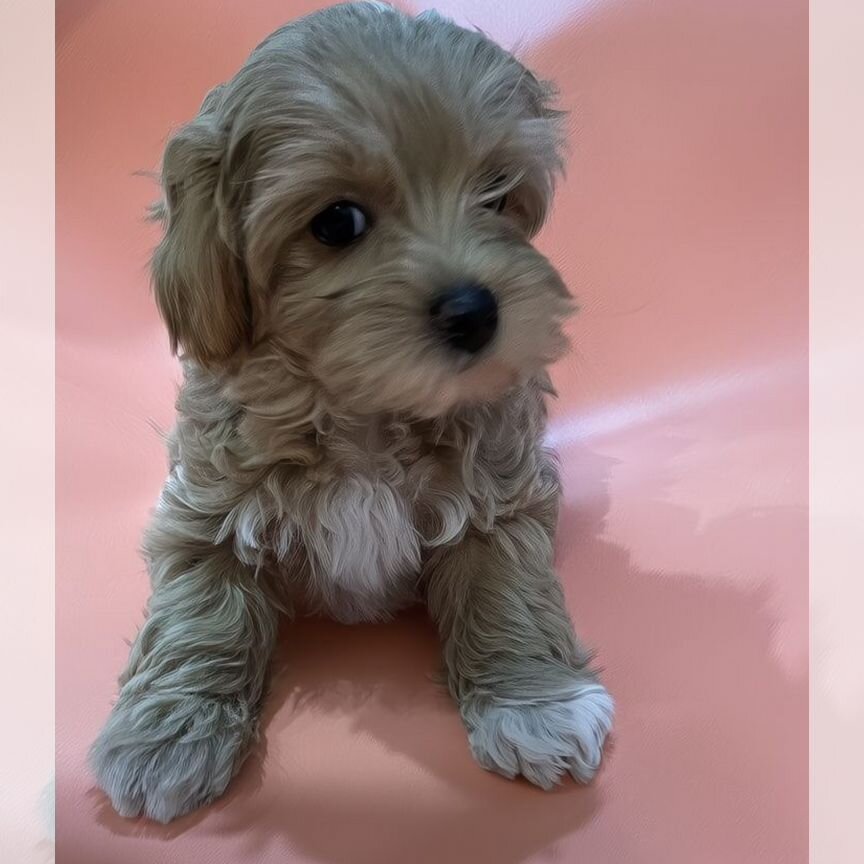 Мальтипу, щенок