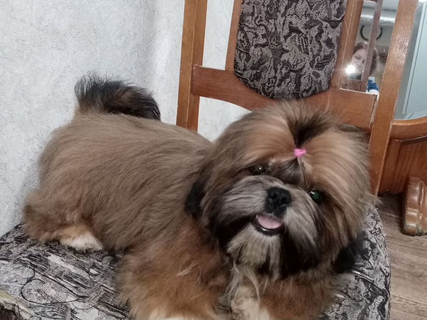 Щенки ши-тцу