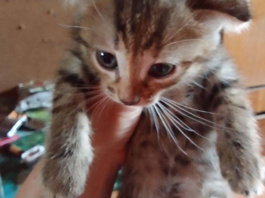 Кошки в добрые руки бесплатно