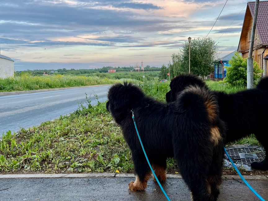 Медвежатки тибетики