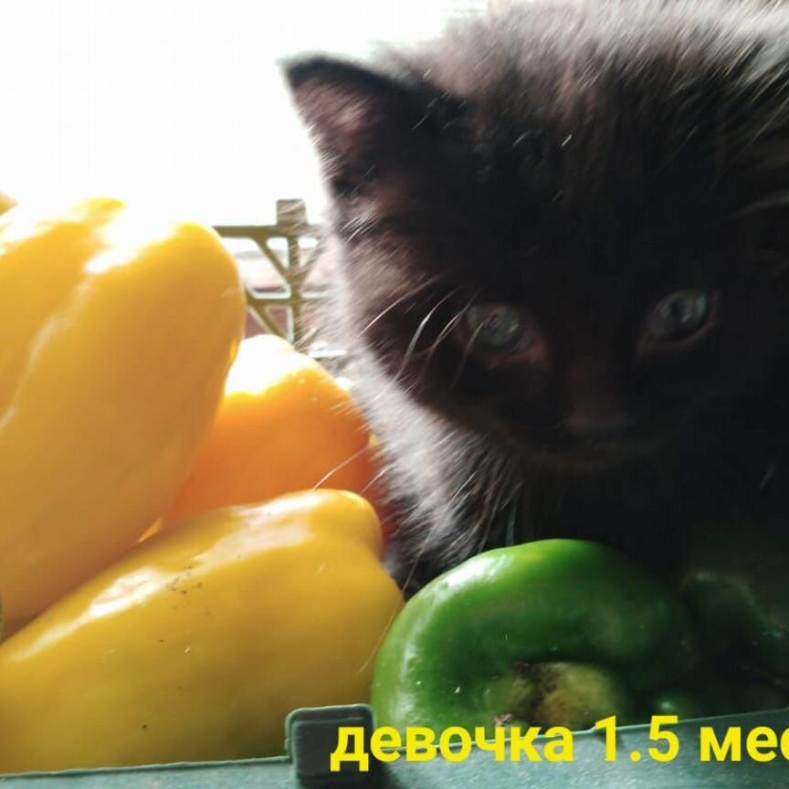 Одна девчуля и три мальчишки