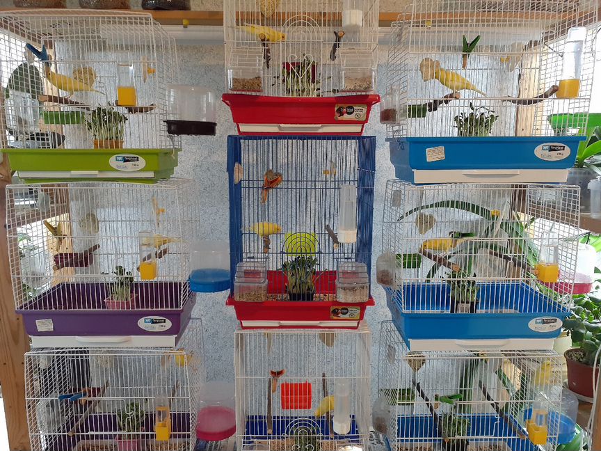 Канарейка кенар