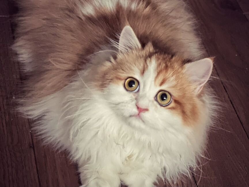 Редкость среди британских кошек