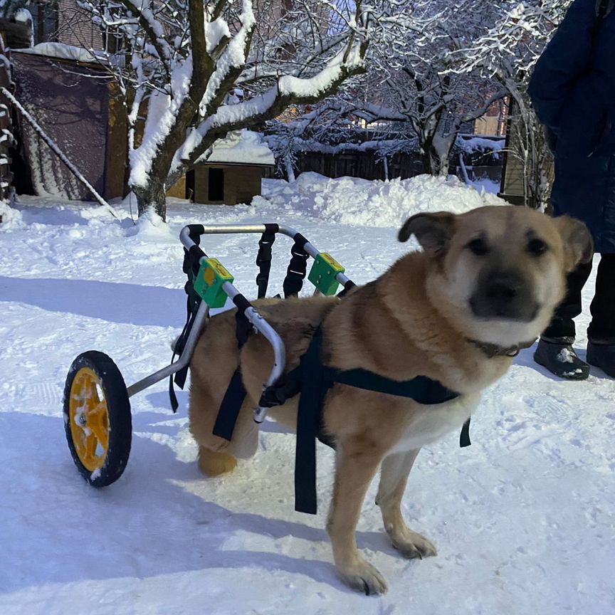 Собака в добрые руки
