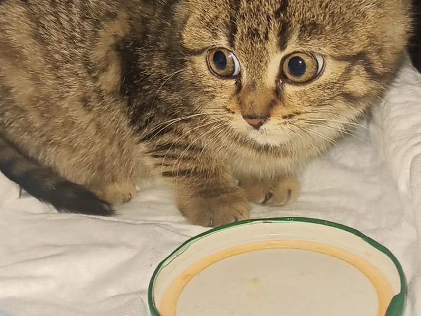 Котенок