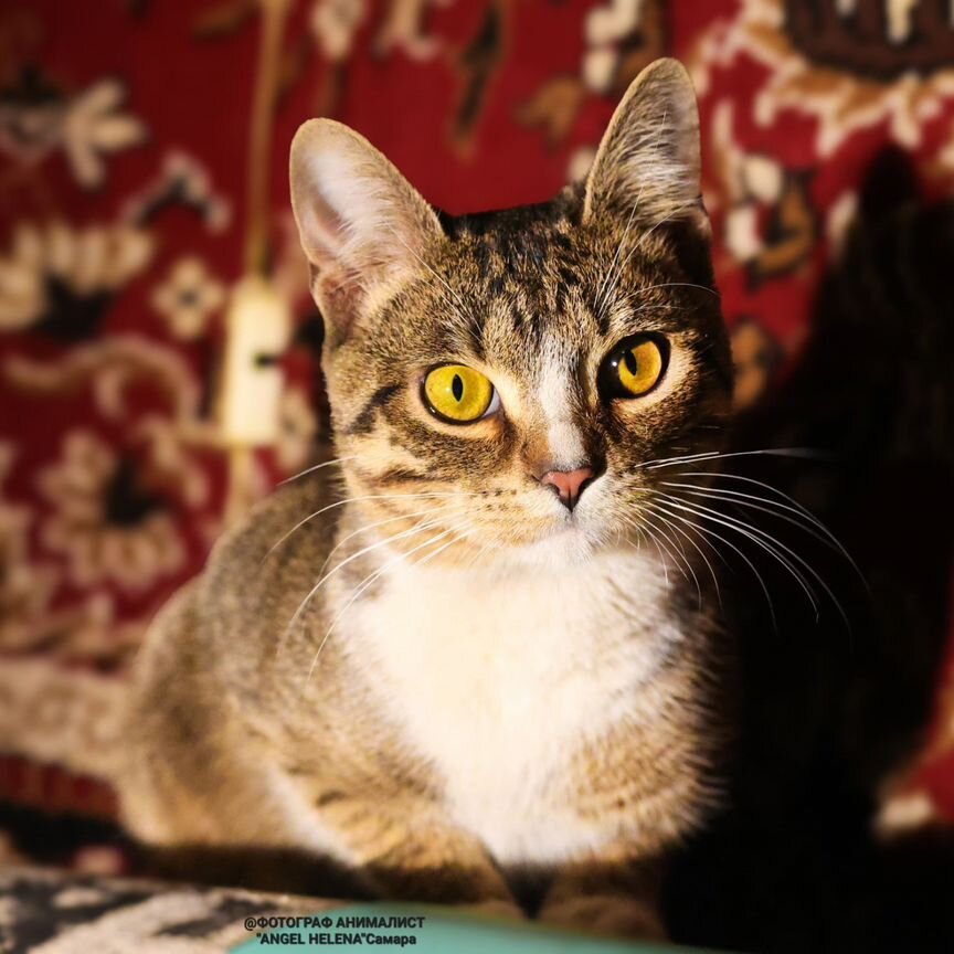 Котики бесплатно в добрые руки