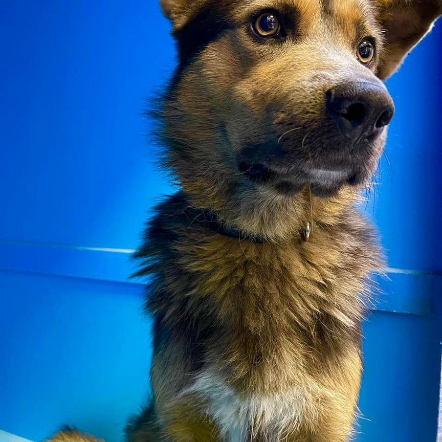 Плюшевый мишка Барни