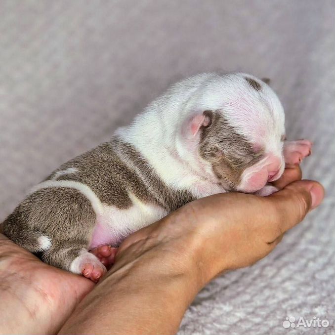 Щенки американского булли american bully