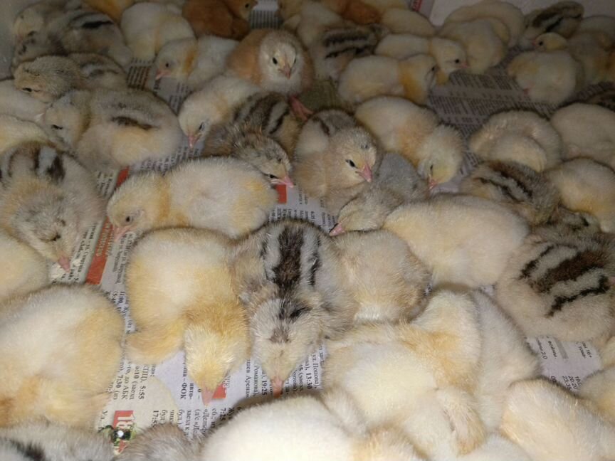Цыплята бройлеры