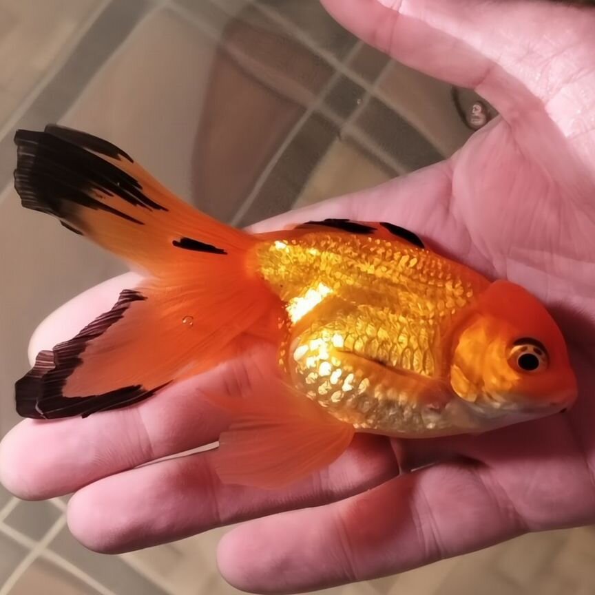 Золотая рыбка оранда