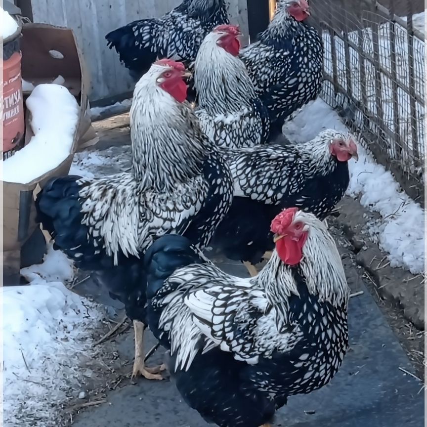 Молодые петухи Виардот серебро