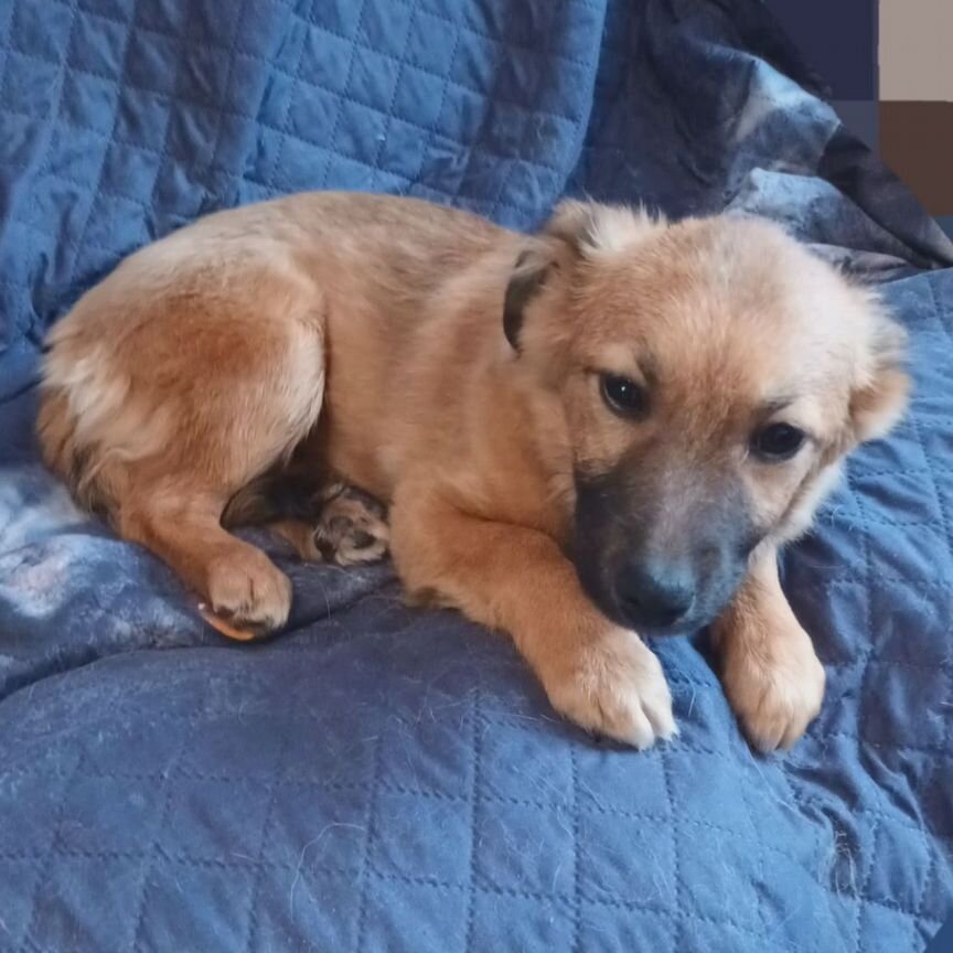 Щенок в добрые руки