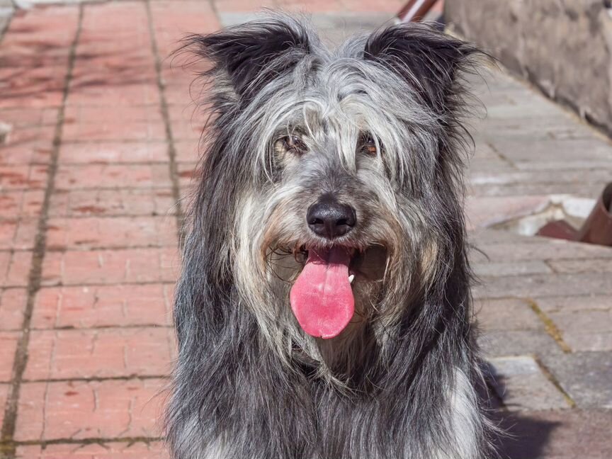 Шарик чудесный пес ищет дом