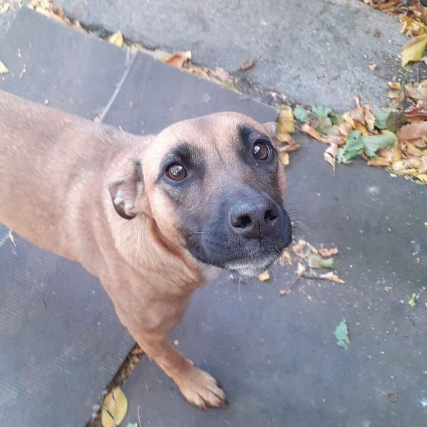 Отдам в добрые руки. Щенок