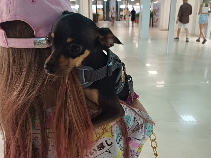 Маленькая собака той-терьер