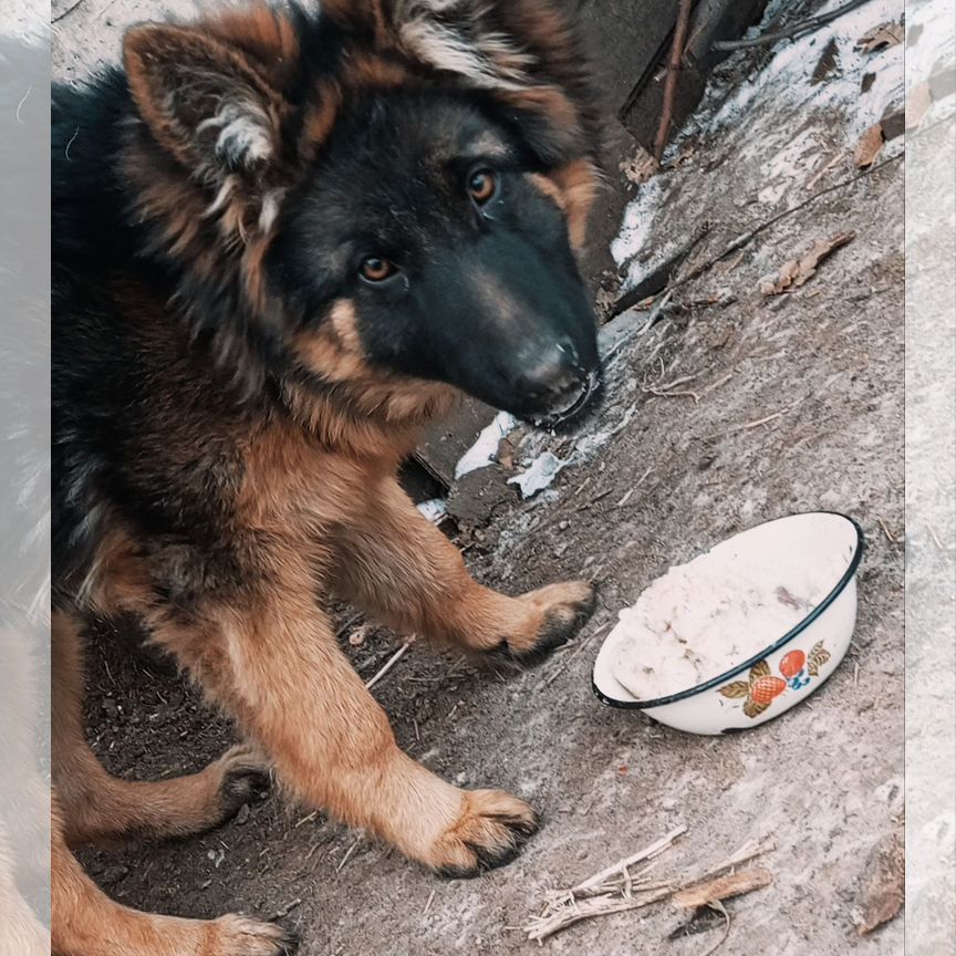 Немецкая овчарка, щенок