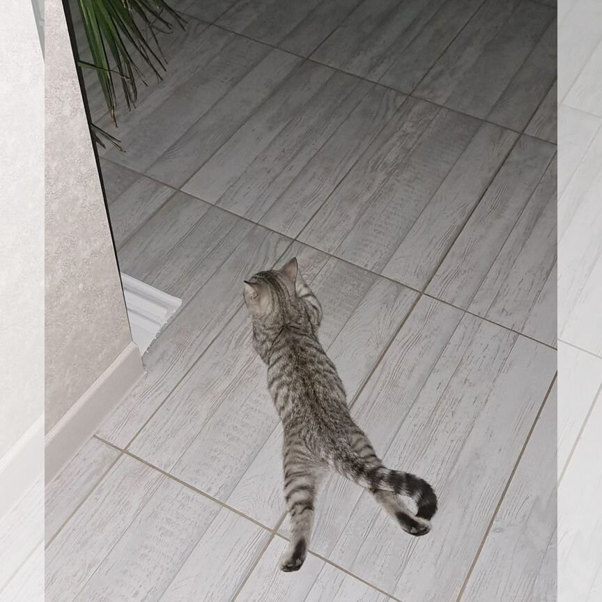 Кот на вязку шотландец прямоухий