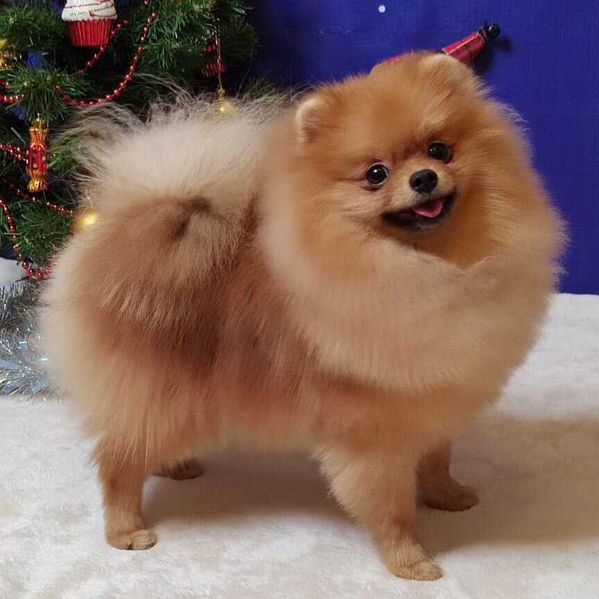 Померанский шпиц