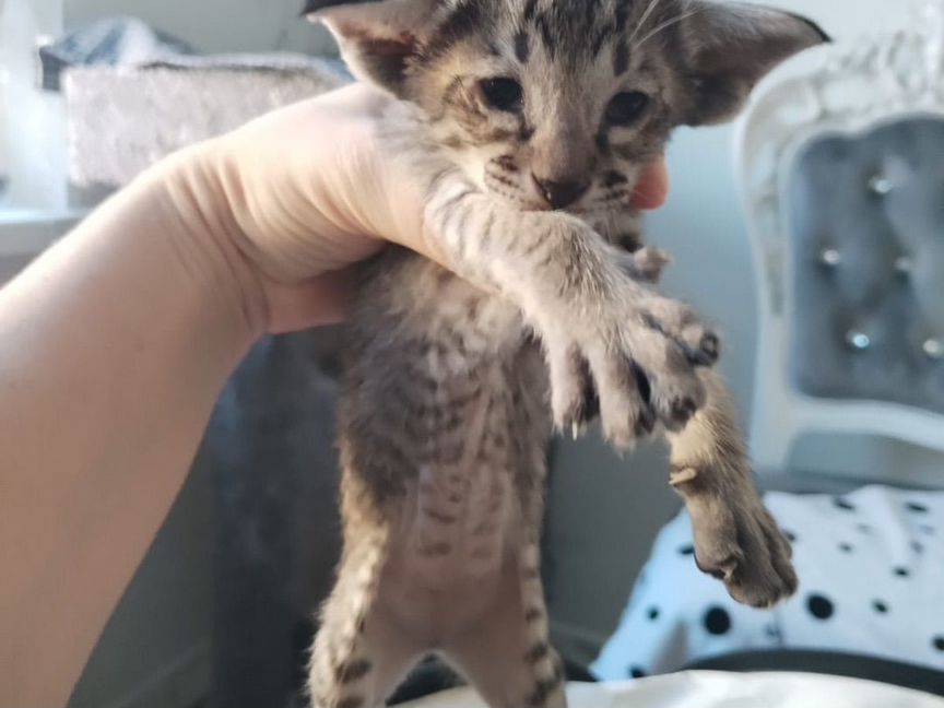 Ориентальные чудеса