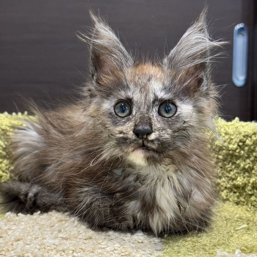 Мейн-кун девчонка дымная черепаха