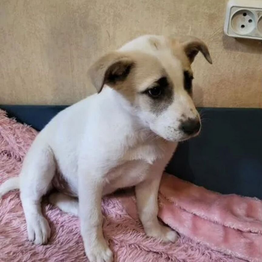 Щенок девочка в добрые руки