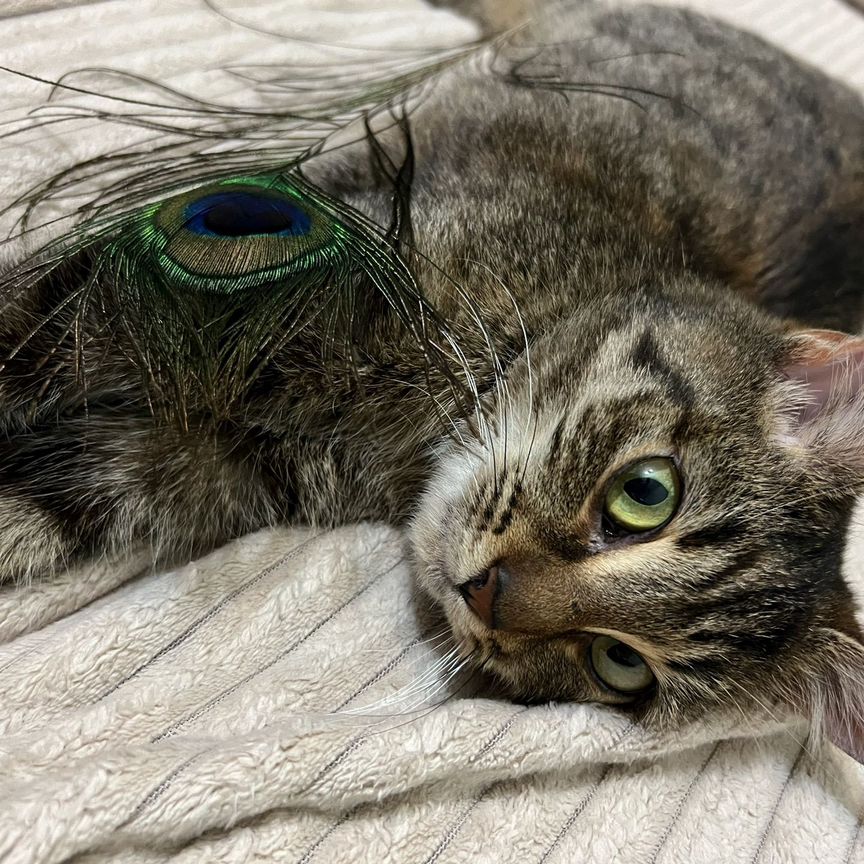 Домашний котенок ищет дом