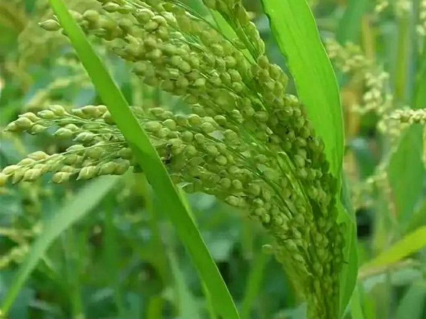 Просо золотистое