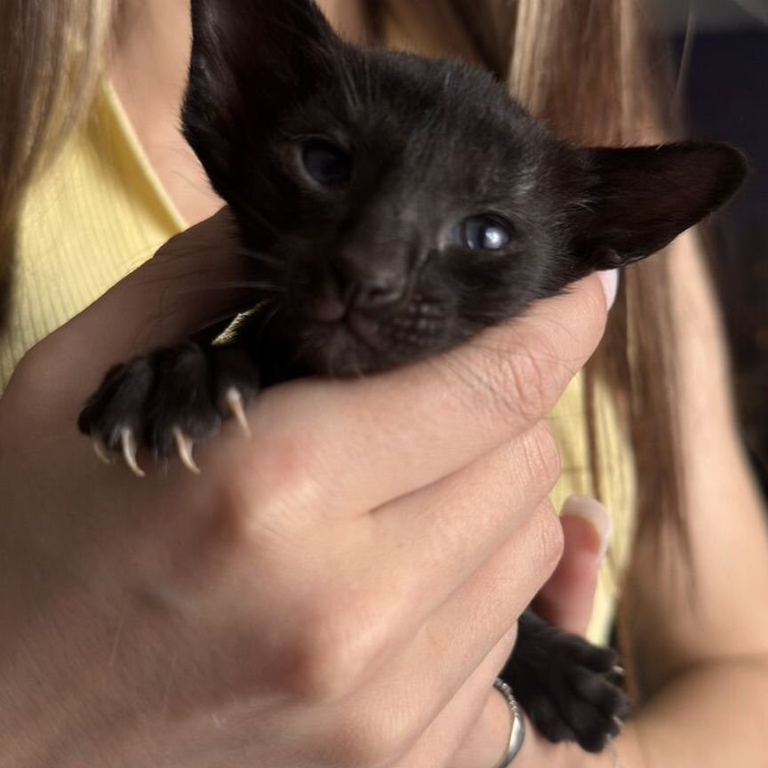 Ориентальный котёнок