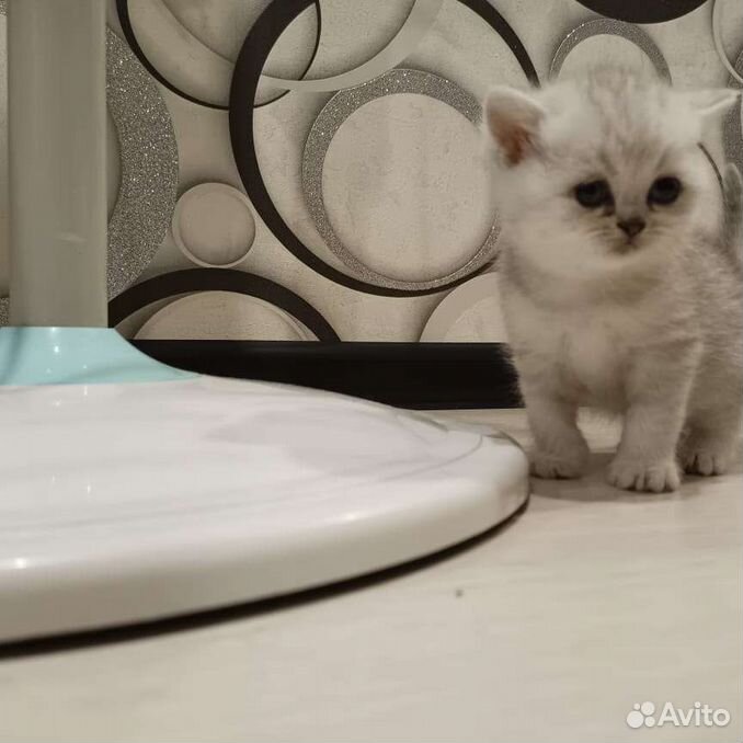 Котята, шиншилловый окрас