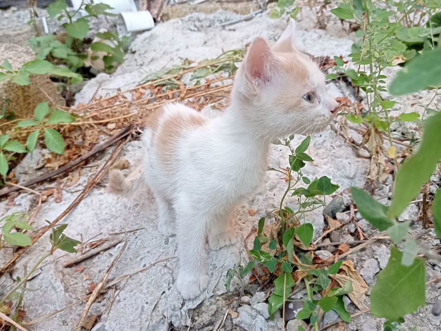 Кошечка малышка 2 месяца