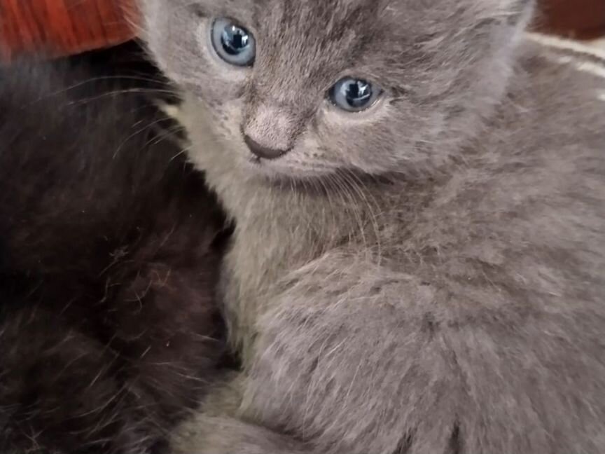 Британские котята