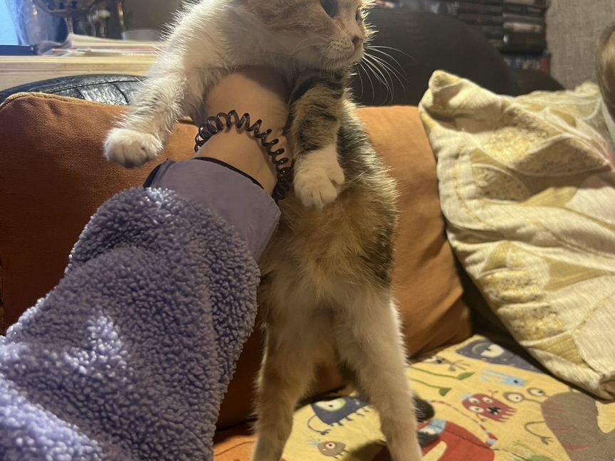 Трехцветный котенок