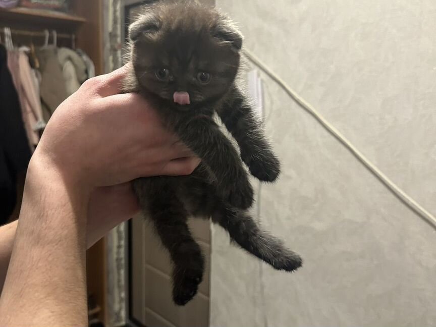 Котенок