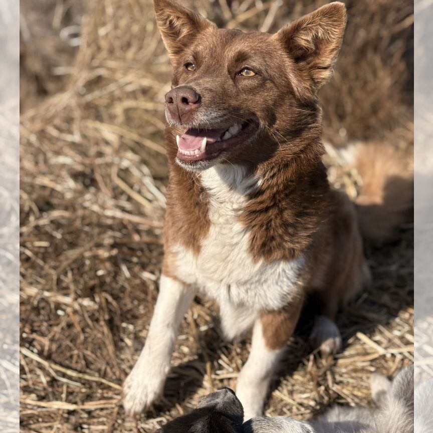 Взрослая собака в добрые руки